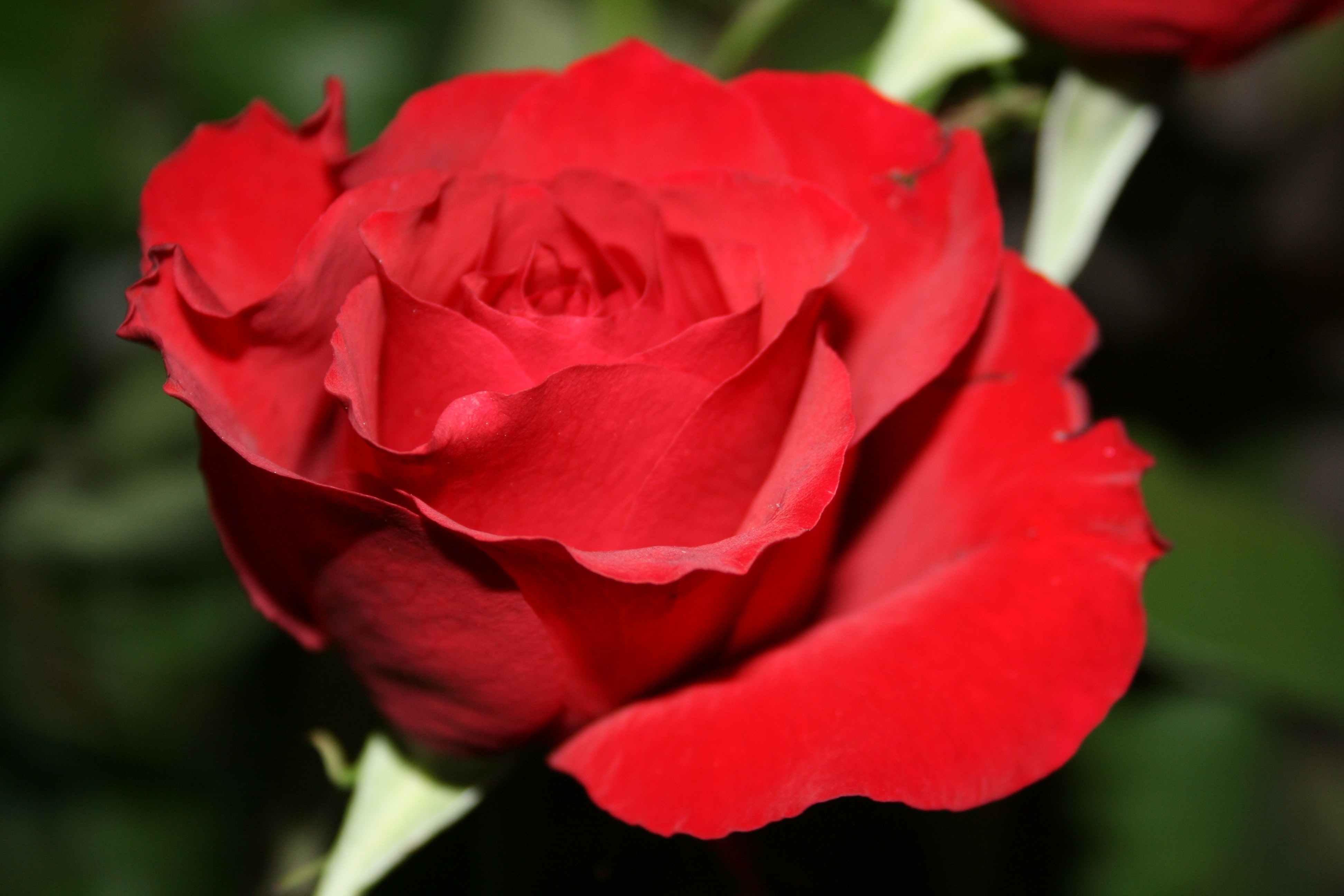 The Rose – reflections on its meaning – Rosicrucian Online